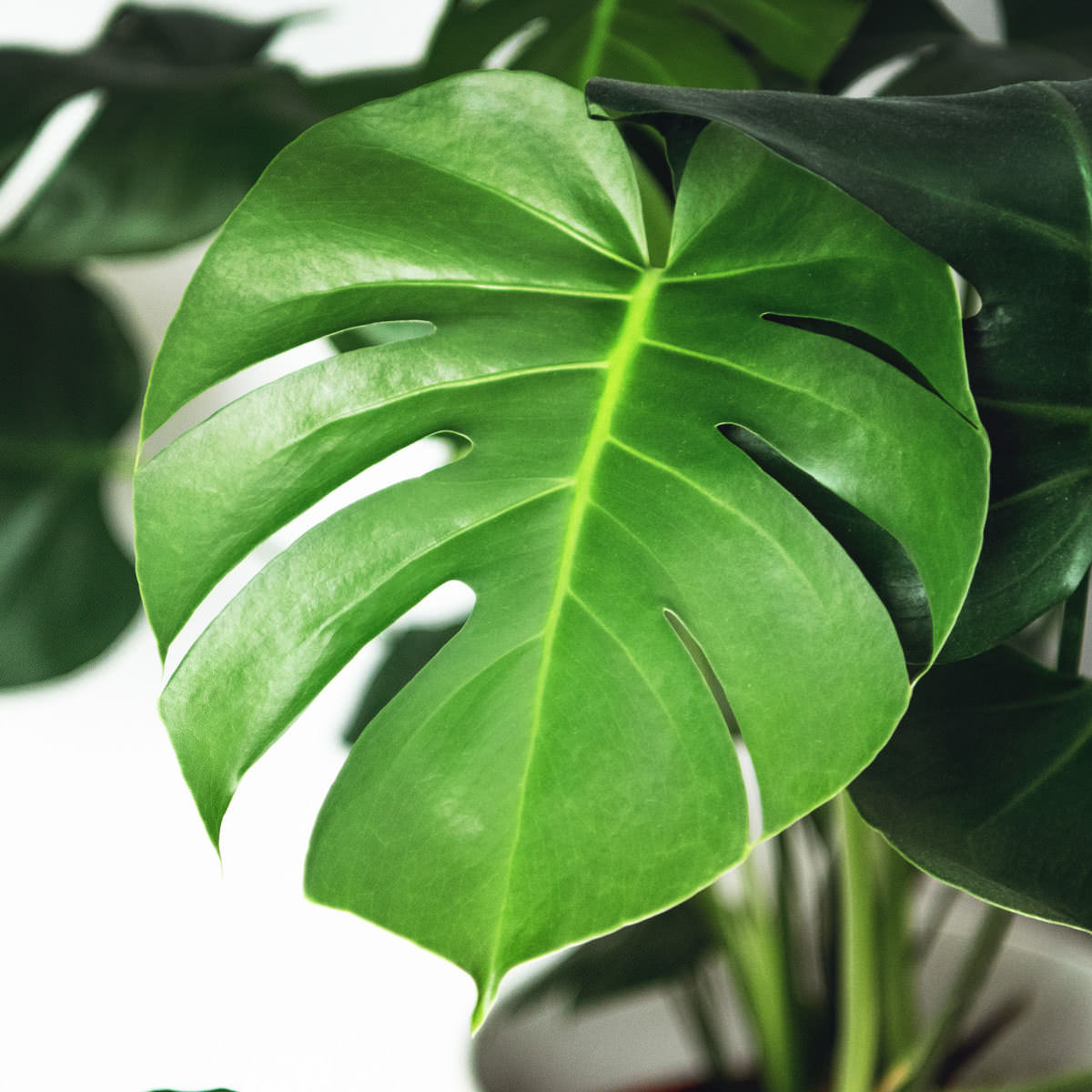 Steckbrief Monstera: Alles rund um Monsteras und ihre Pflege