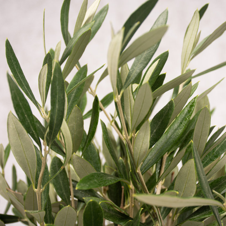 Pflanzensteckbrief Olive: Alles rund um die Pflanzung und Pflege