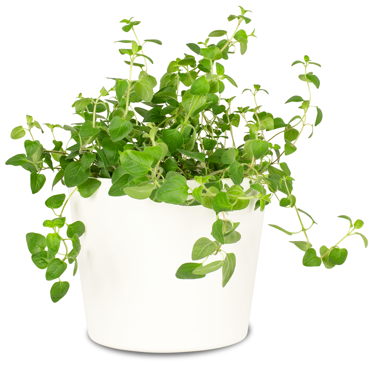 Pflanzensteckbrief Oregano: Alles rund um die Pflege des Oregano