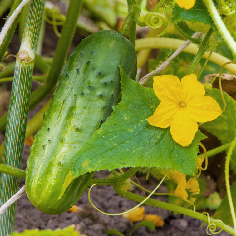 Pflanzensteckbrief Gurke: Alles rund um die Pflege deiner Gurke