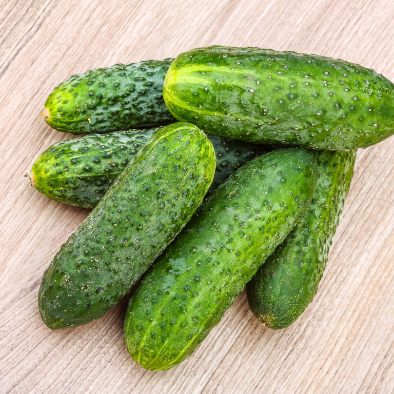 Pflanzensteckbrief Gurke: Alles rund um die Pflege deiner Gurke