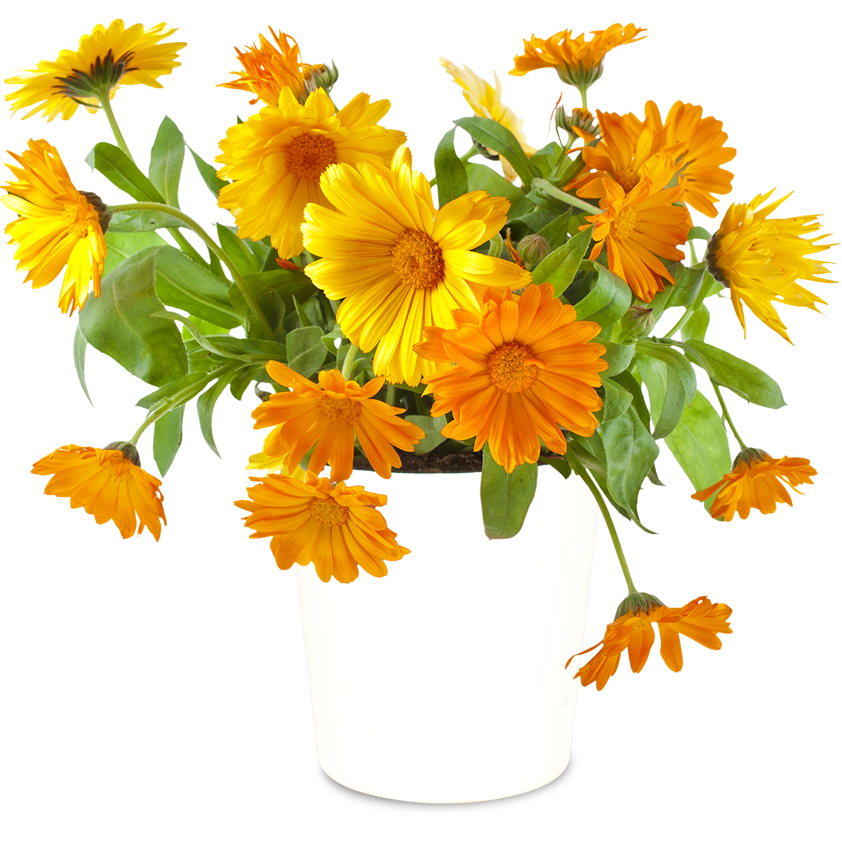 Steckbrief Calendula Alles Rund Um Die Pflege Deiner Calendula