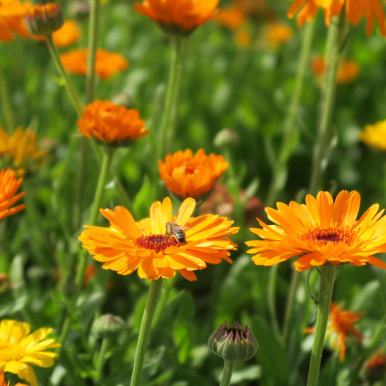 Steckbrief Calendula: Alles rund um die Pflege deiner Calendula