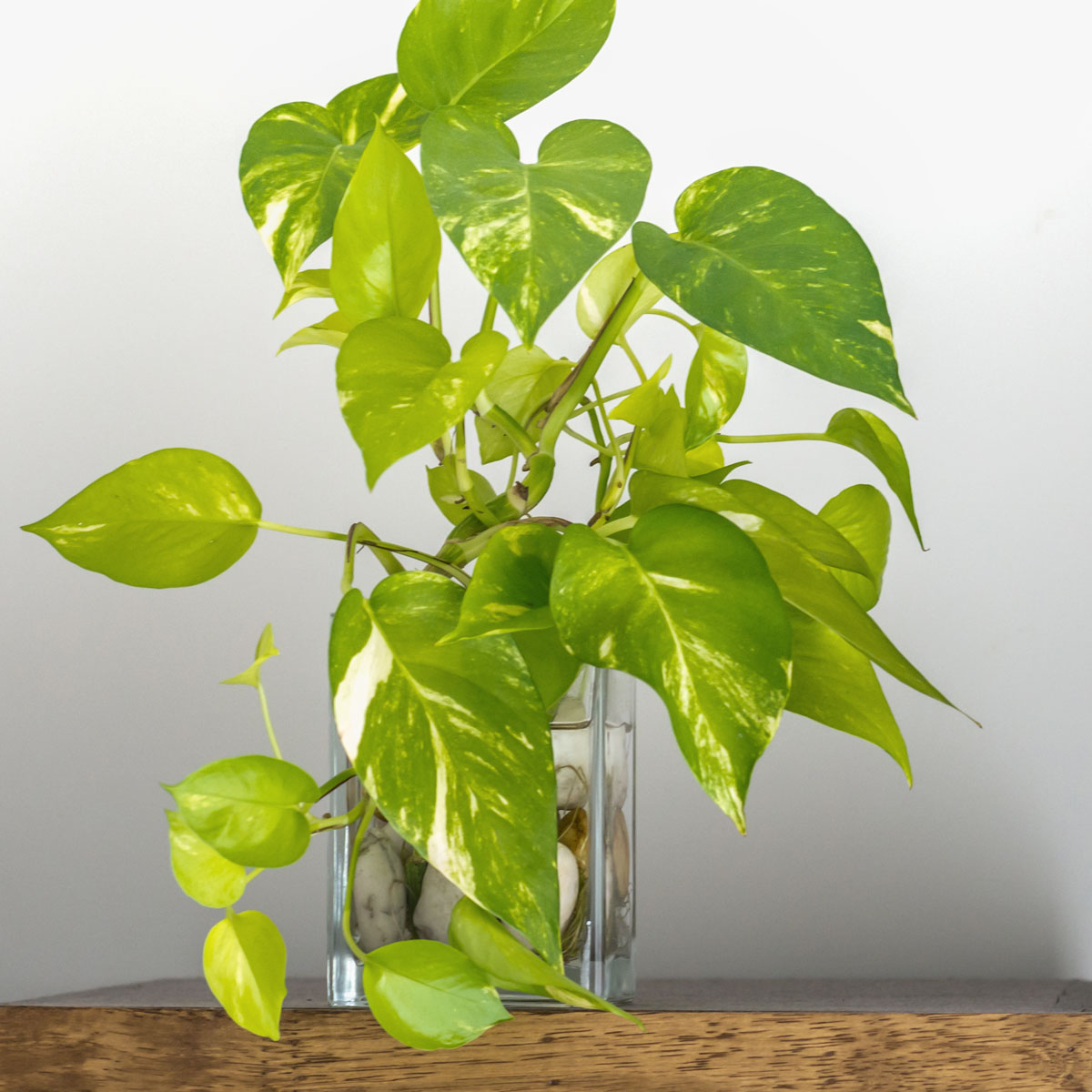 Pflanzensteckbrief Efeutute: Efeutute richtig pflegen