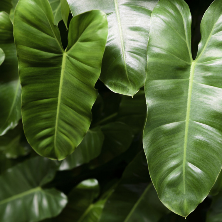 Steckbrief Philodendron: Alles rund um Standort und Pflege