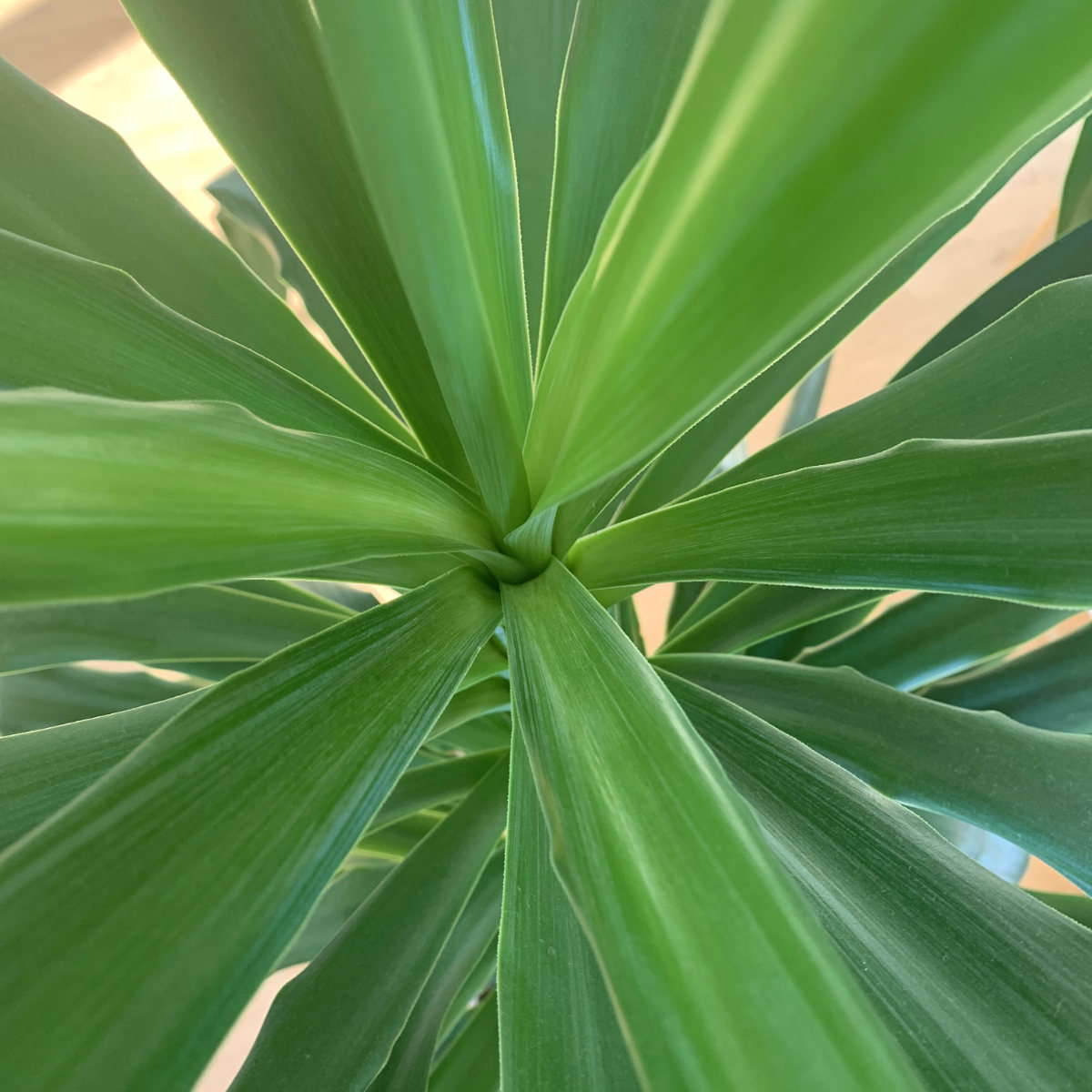 Pflanzensteckbrief Yucca Palme: So pflegst du deine Yucca Palme