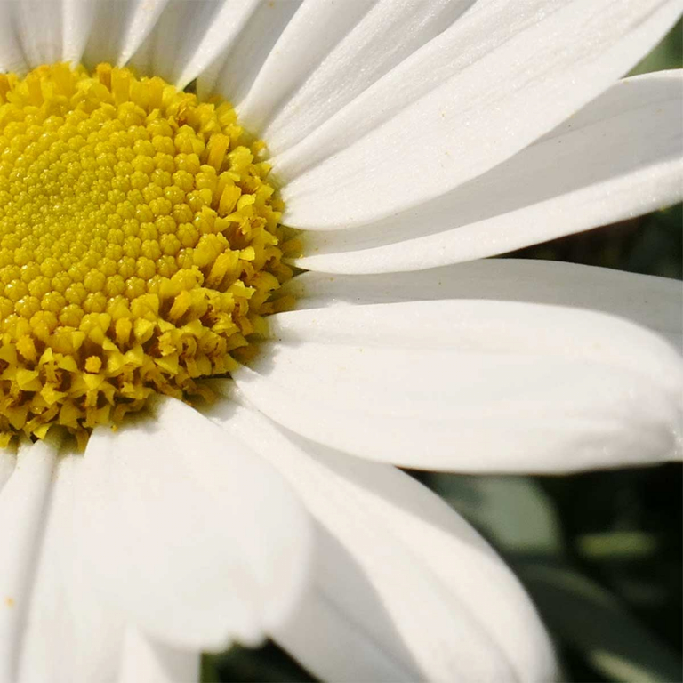 Steckbrief Margerite: Alles rund um die Pflege der Margerite