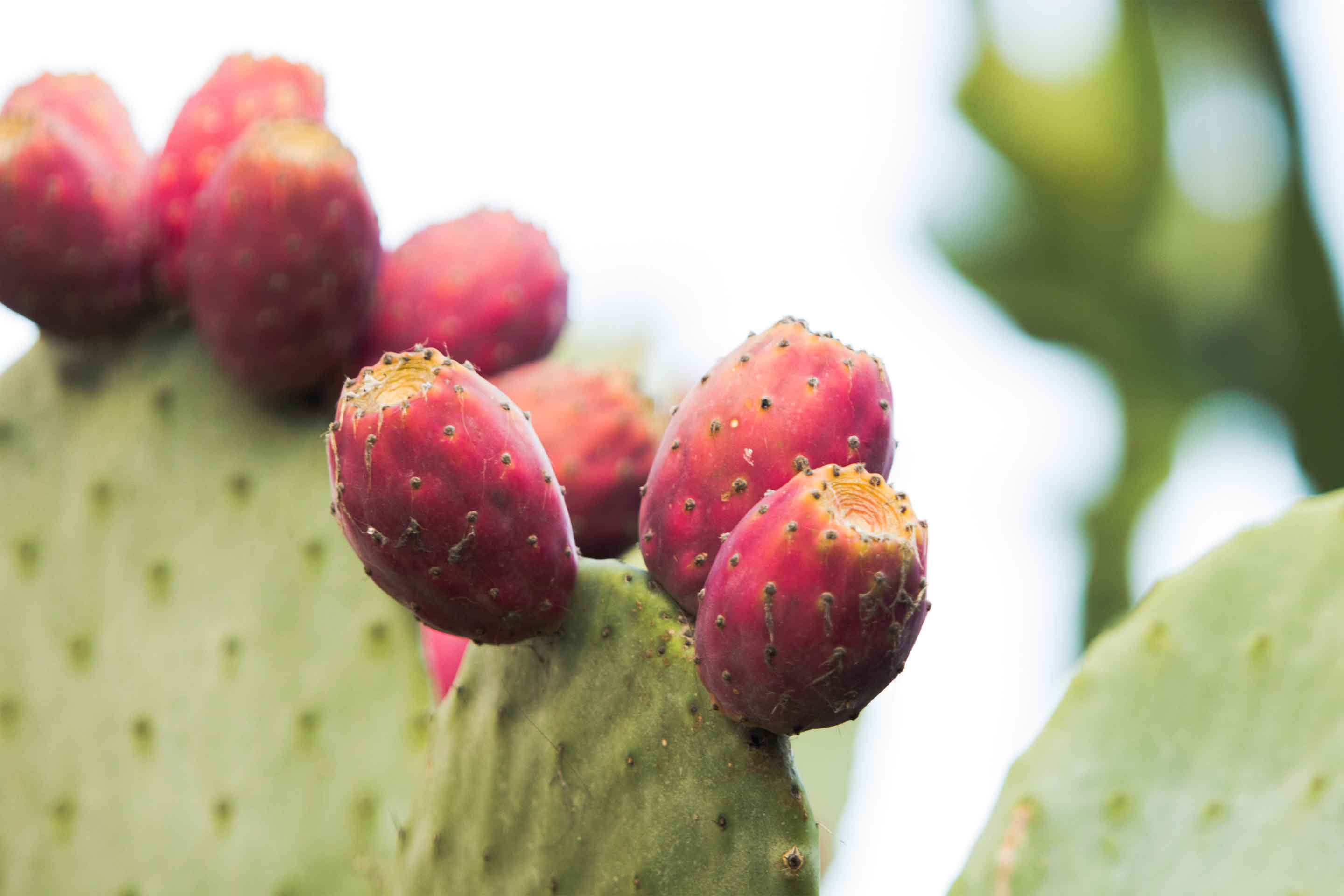 Kaktusfeige: Leckere und gesunde Frucht des Feigenkaktus