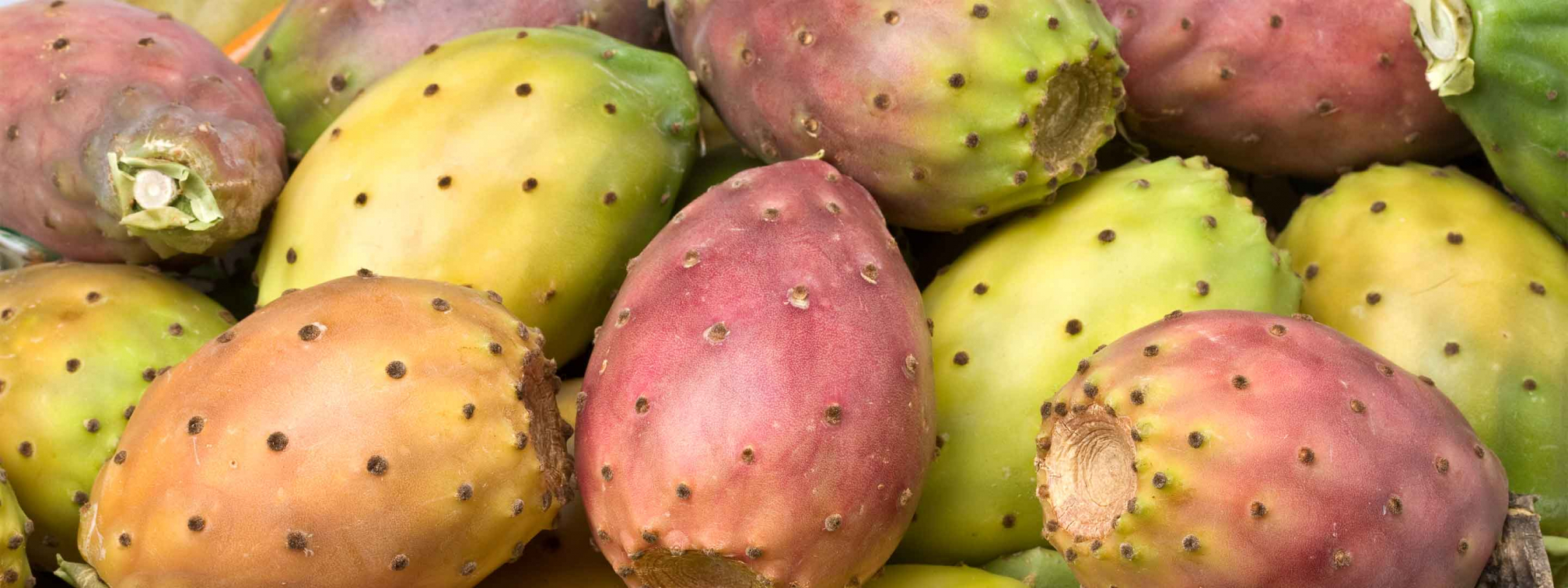 Kaktusfeige: Leckere und gesunde Frucht des Feigenkaktus