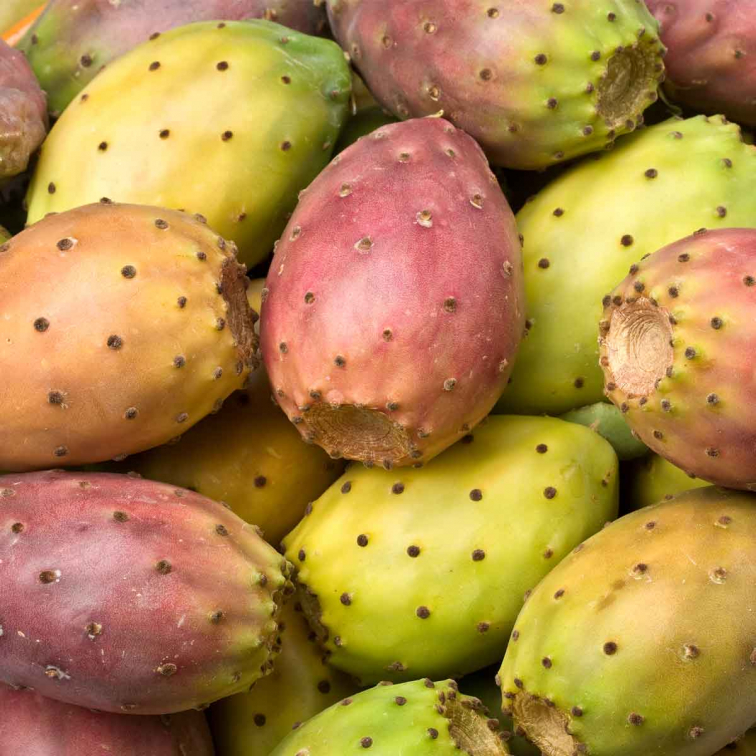 Kaktusfeige: Leckere und gesunde Frucht des Feigenkaktus