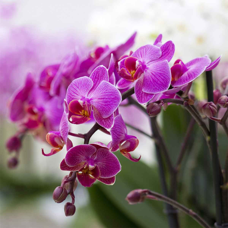 Orchideen: Tipps zur Pflege der Phalaenopsis
