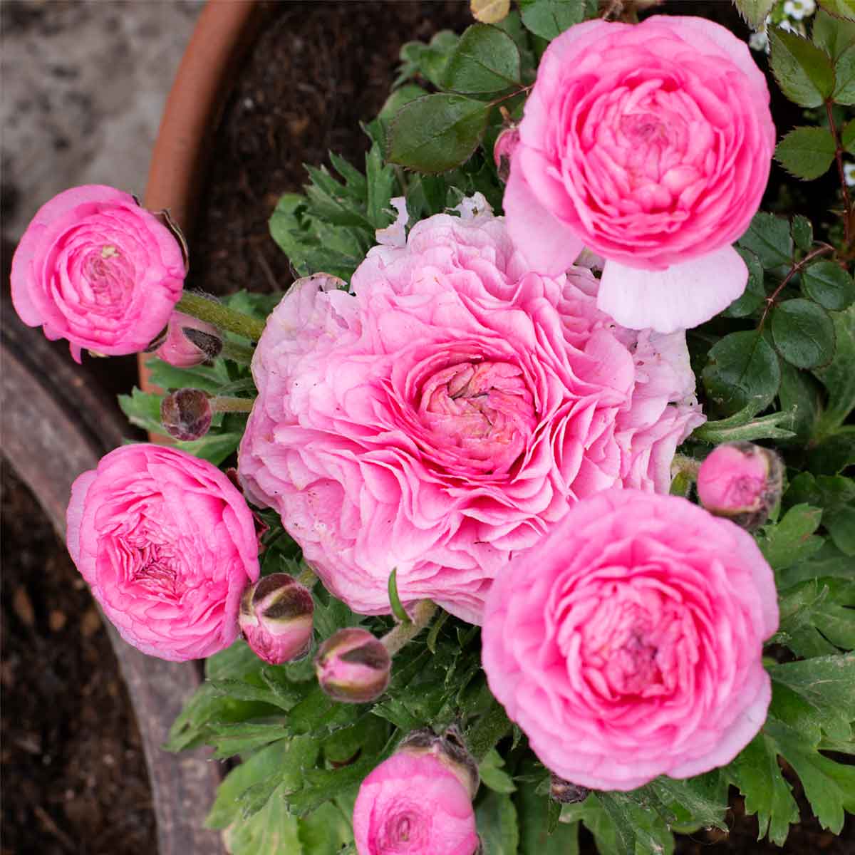 Ranunkel – so pflanzt & pflegst du die farbenfrohe Blume