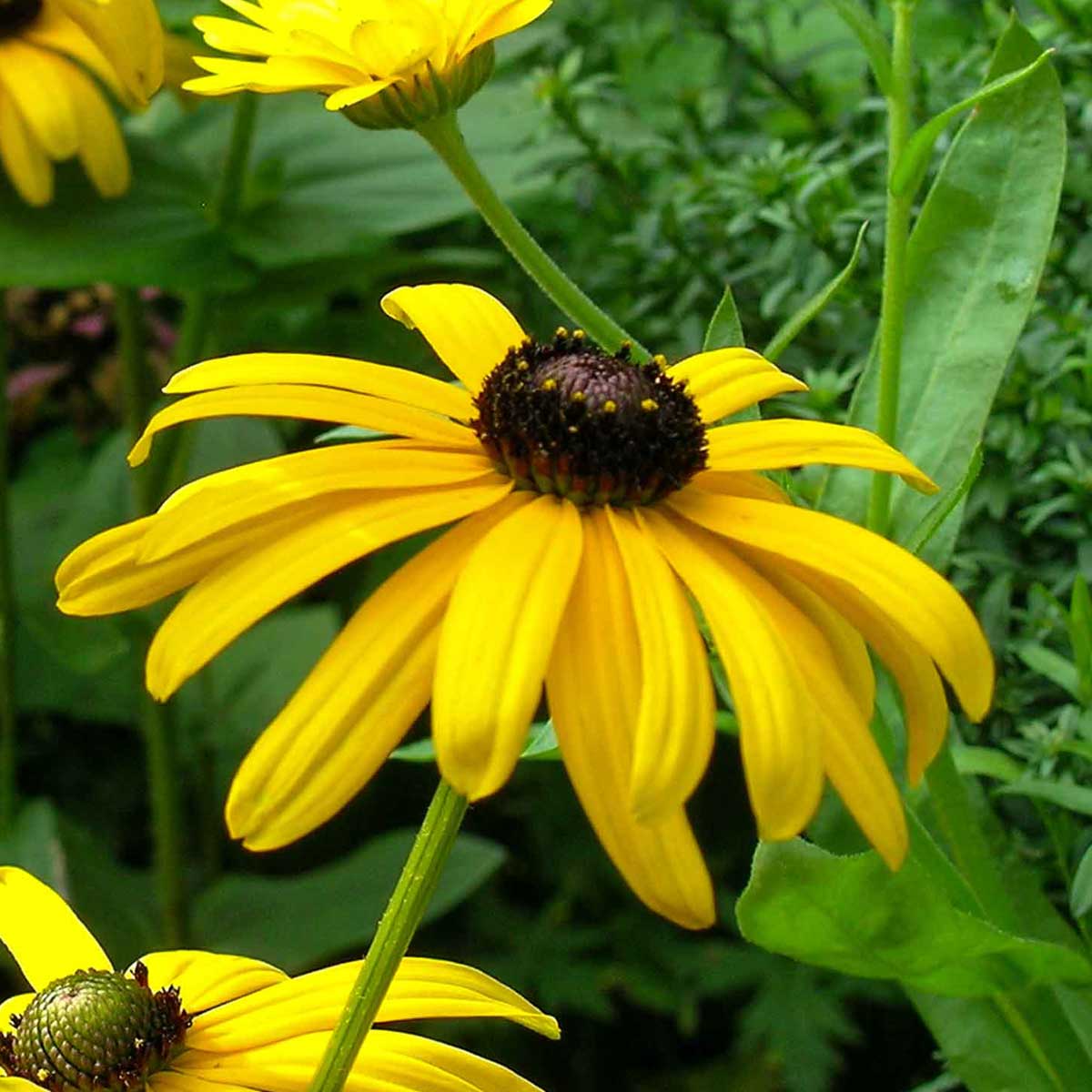 Sonnenhut Rudbeckia Pflanzen Und Pflegen Sonnenhut Rudbeckia Pflanzen Und Pflegen