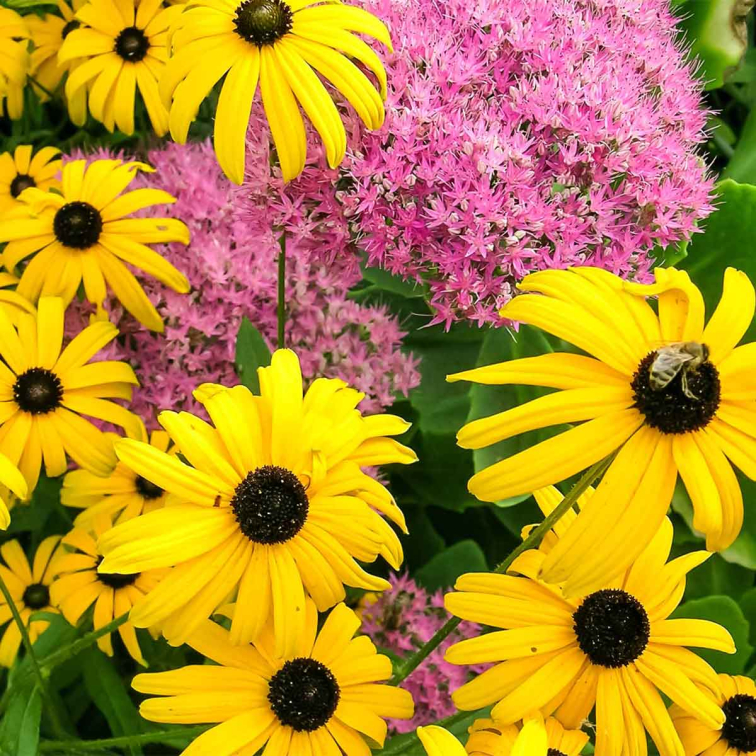 Sonnenhut Rudbeckia Pflanzen Und Pflegen sonnenhut-rudbeckia-pflanzen-und-pflegen