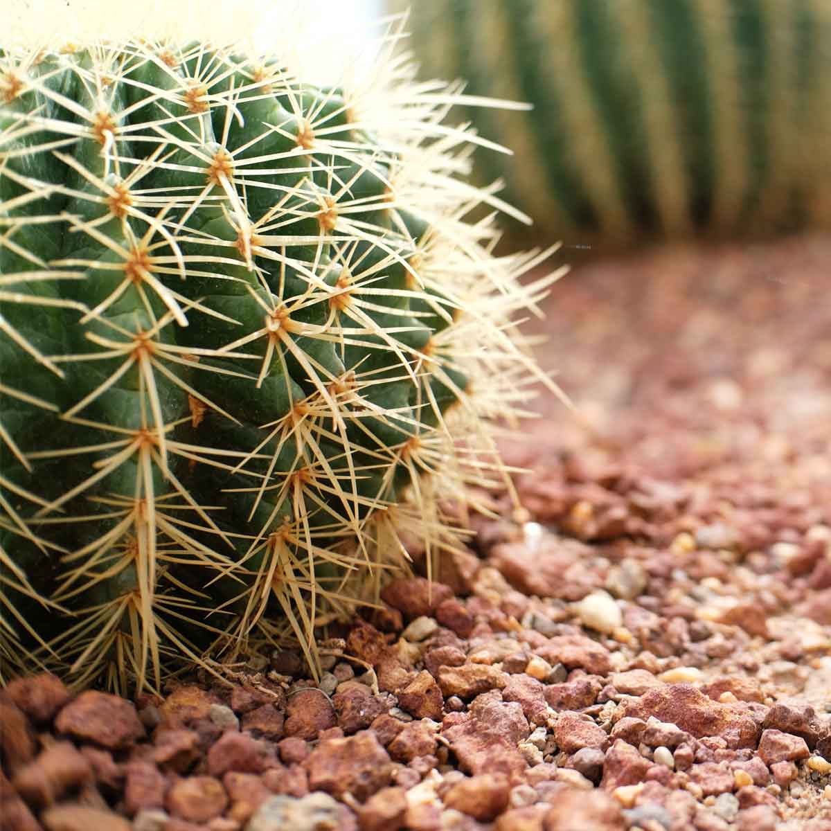 Schwiegermuttersitz: Kaktus pflanzen und pflegen