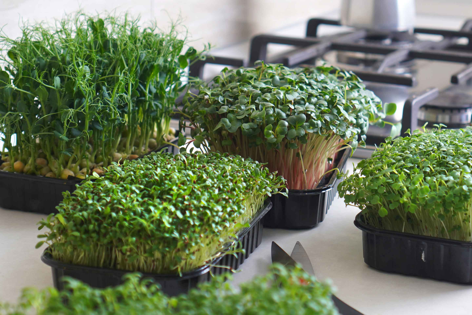 Microgreens anbauen: Anleitung für zu Hause